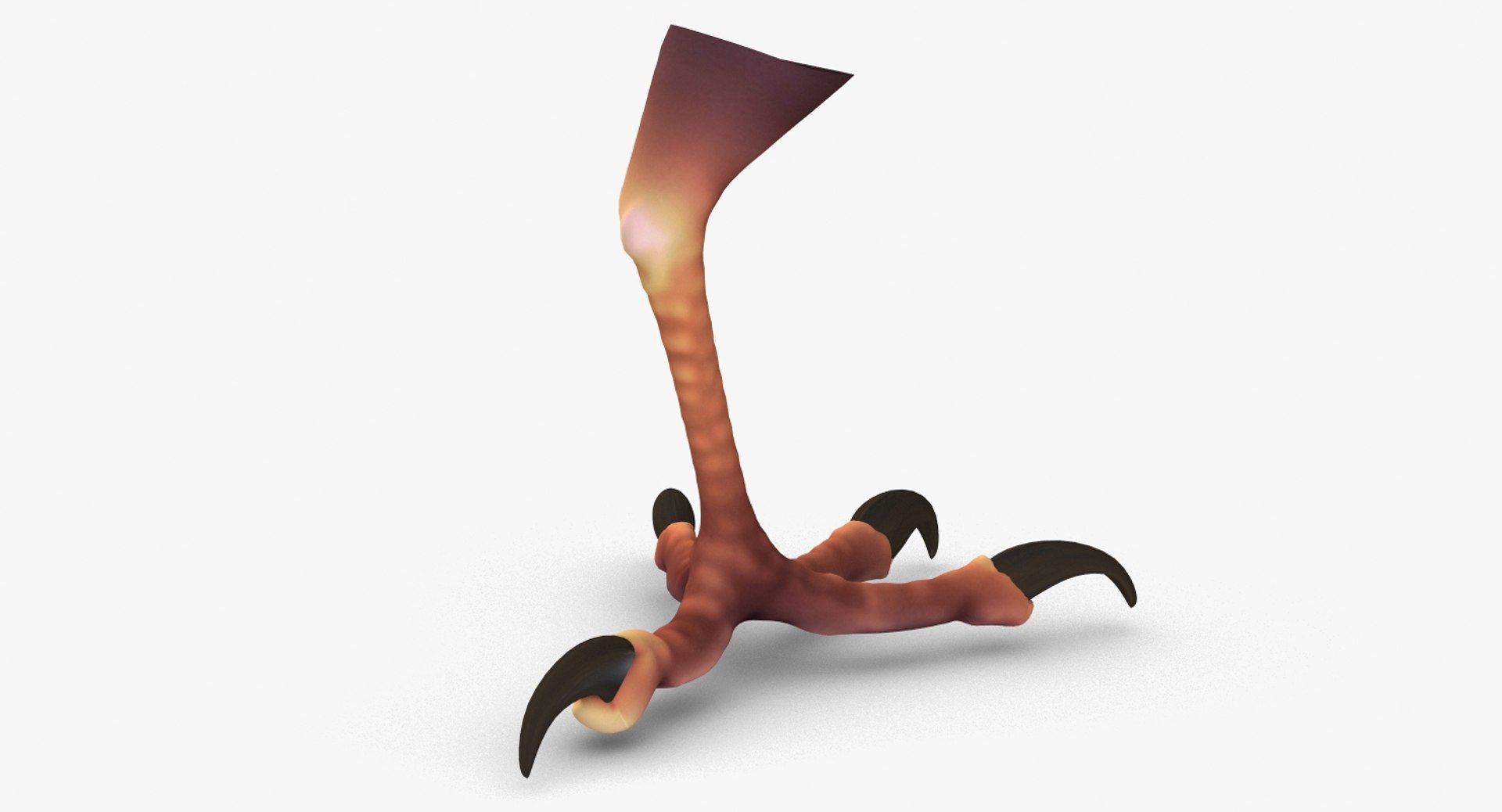 Bird Feet 3D Model - TurboSquid 1274467