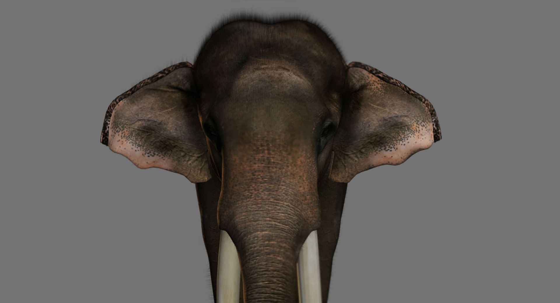 Indian Elephant 3D Model - TurboSquid 1440704
