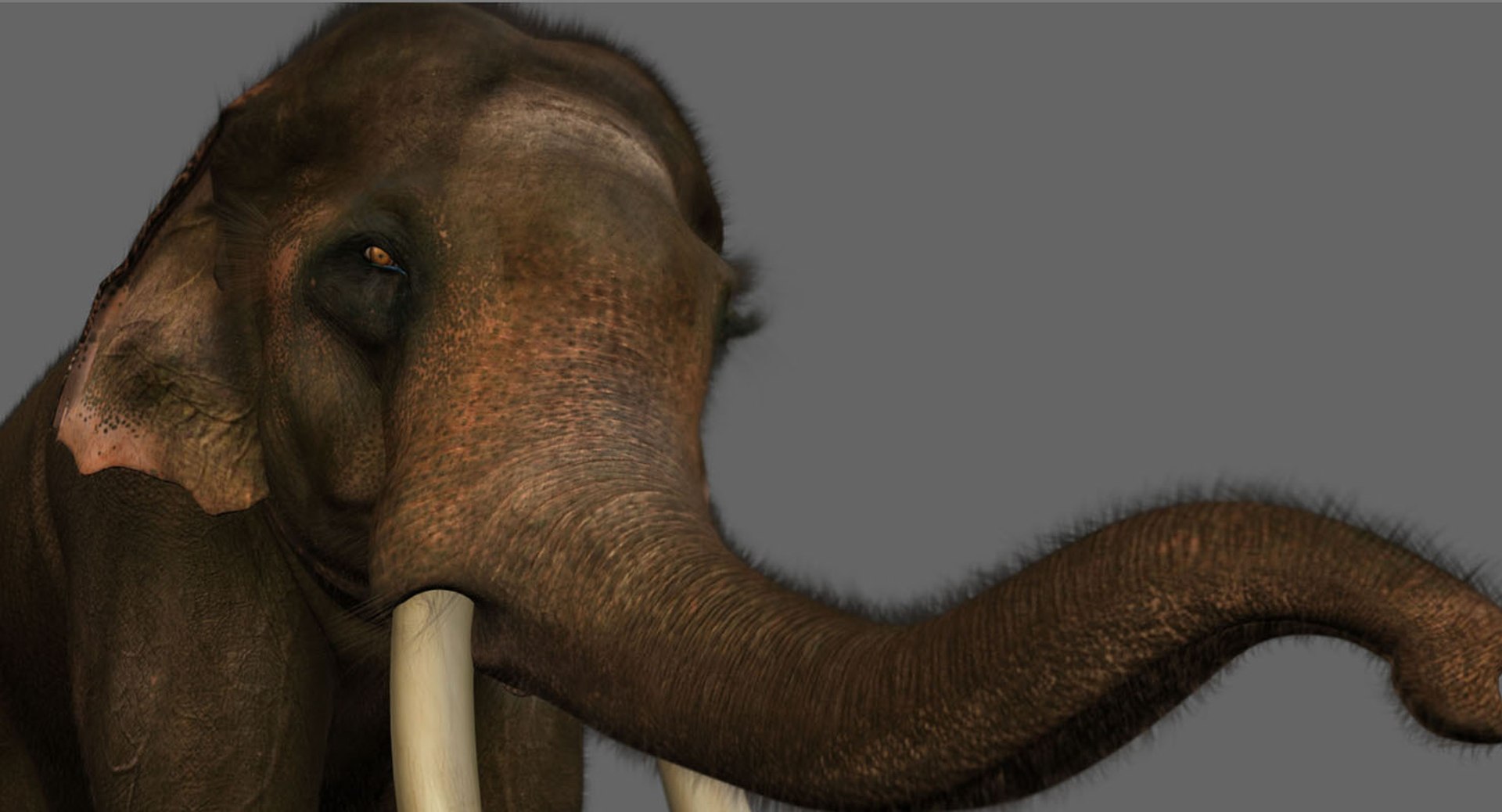 Indian Elephant 3D Model - TurboSquid 1440704