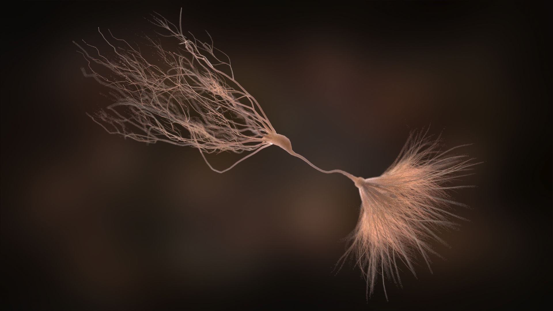 Neurons Human Body 3d Max