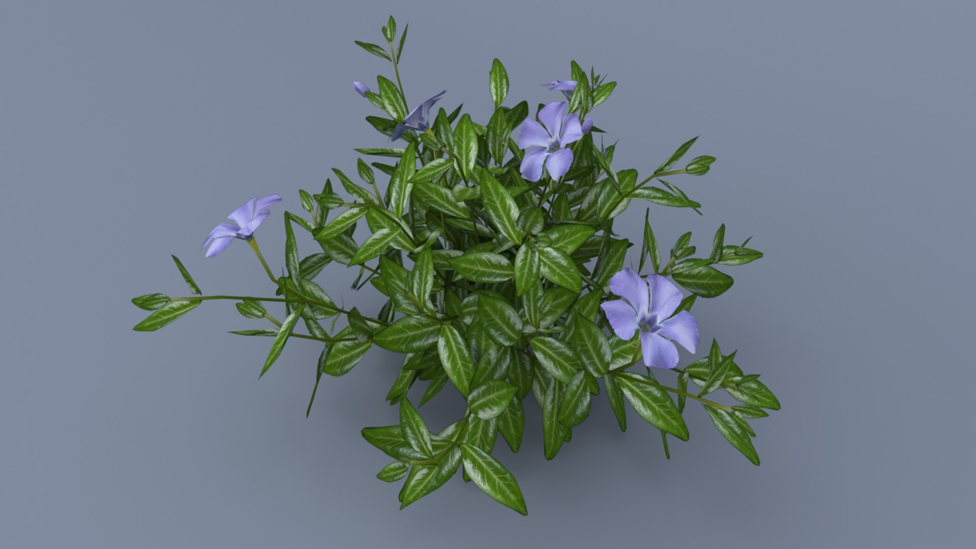 3D Vinca Minor Flowers Model - TurboSquid 1283474