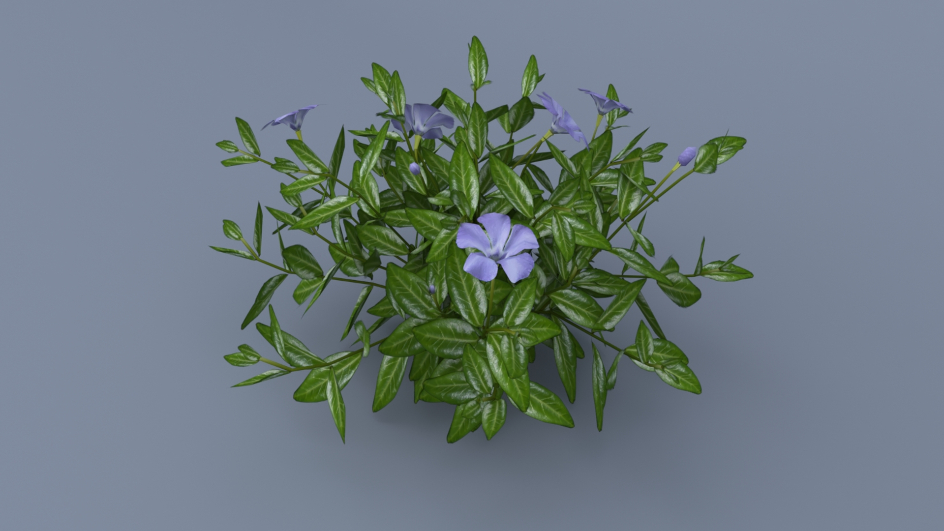 3D Vinca Minor Flowers Model - TurboSquid 1283474