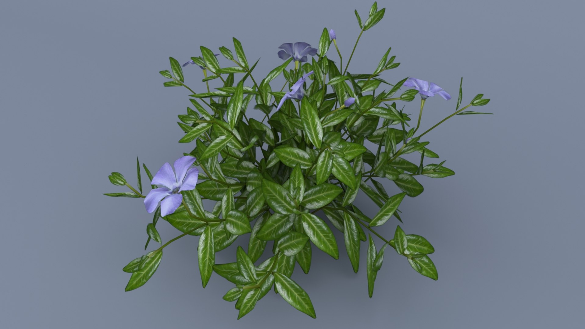 3D Vinca Minor Flowers Model - TurboSquid 1283474