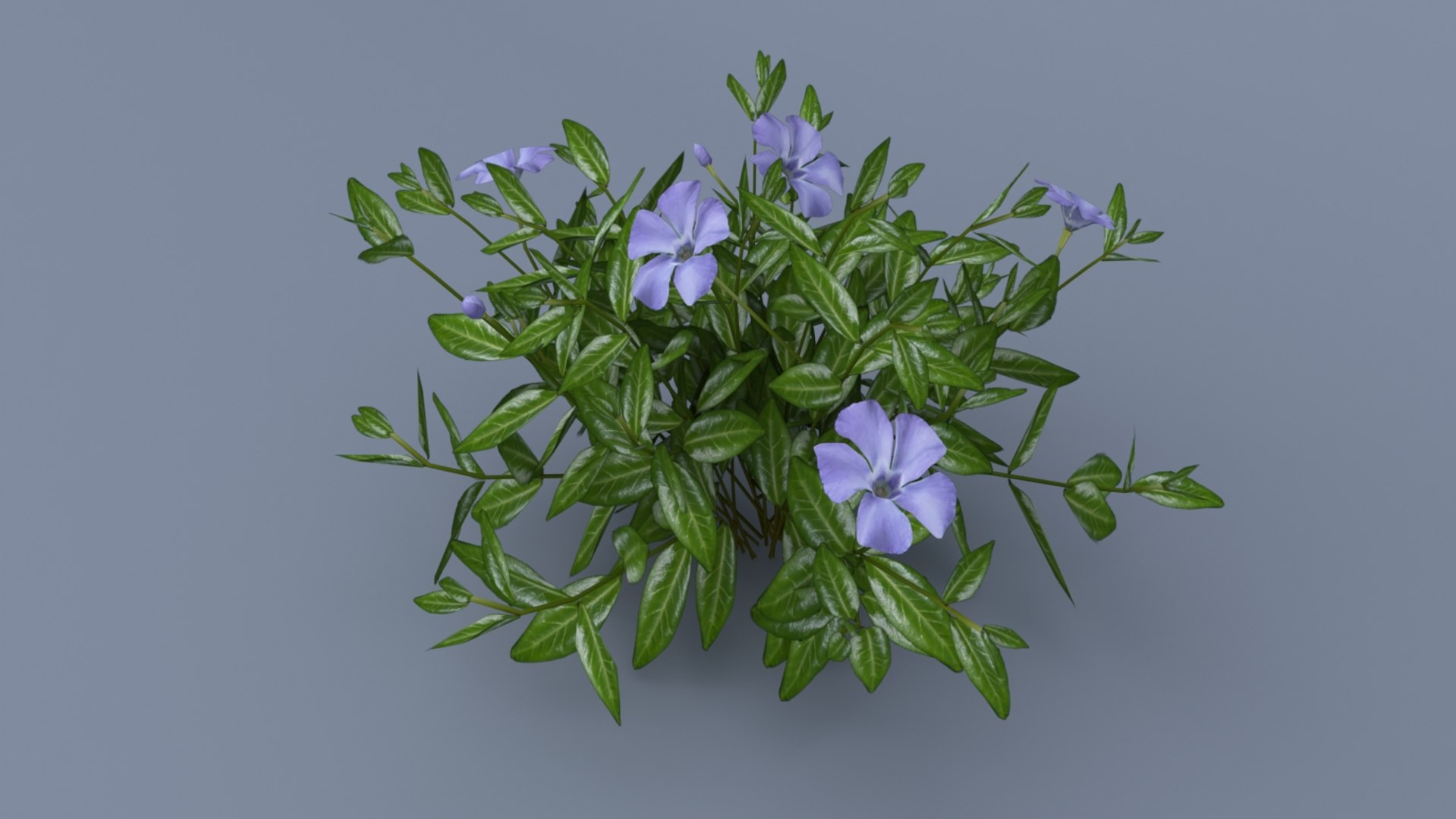 3D Vinca Minor Flowers Model - TurboSquid 1283474