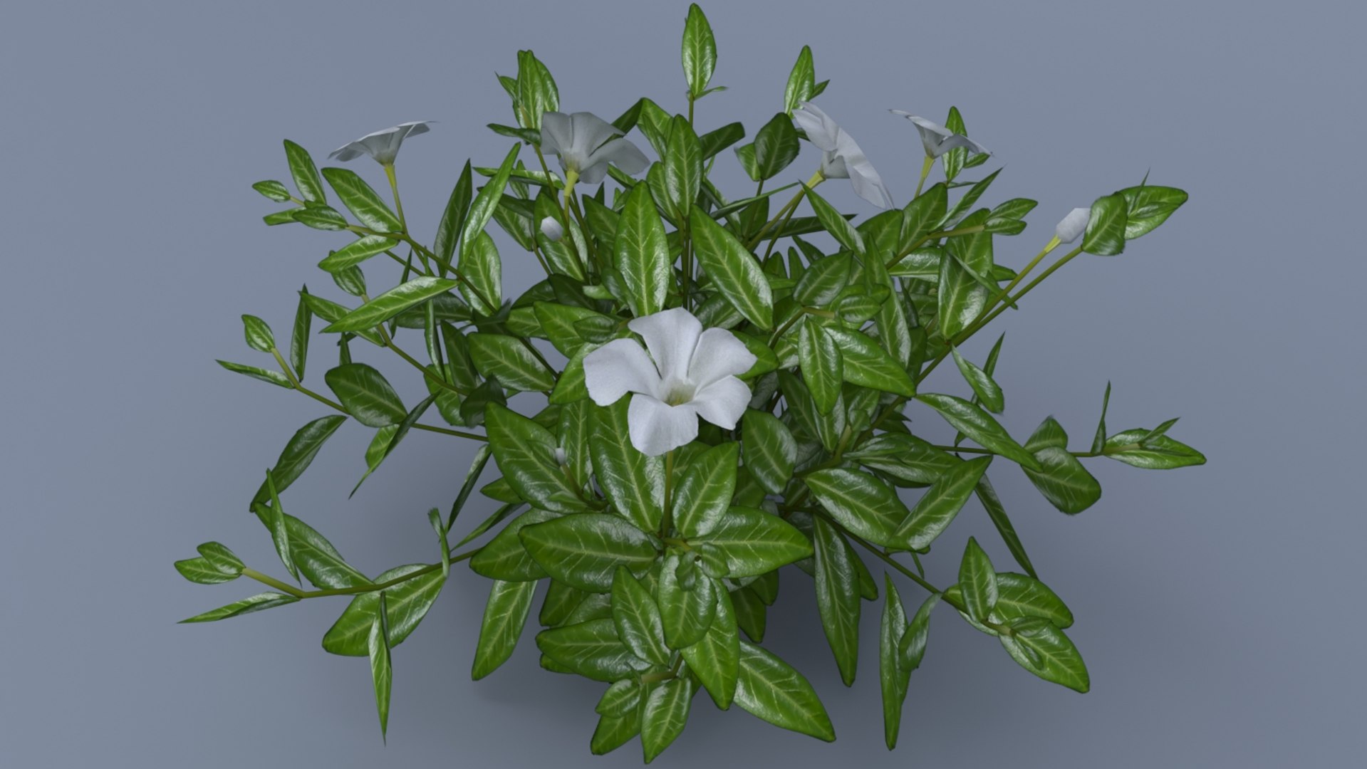 3D Vinca Minor Flowers Model - TurboSquid 1283474