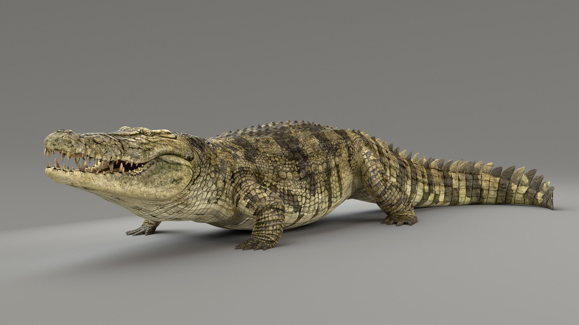 3D Crocodile ANIMATED - TurboSquid 2339472