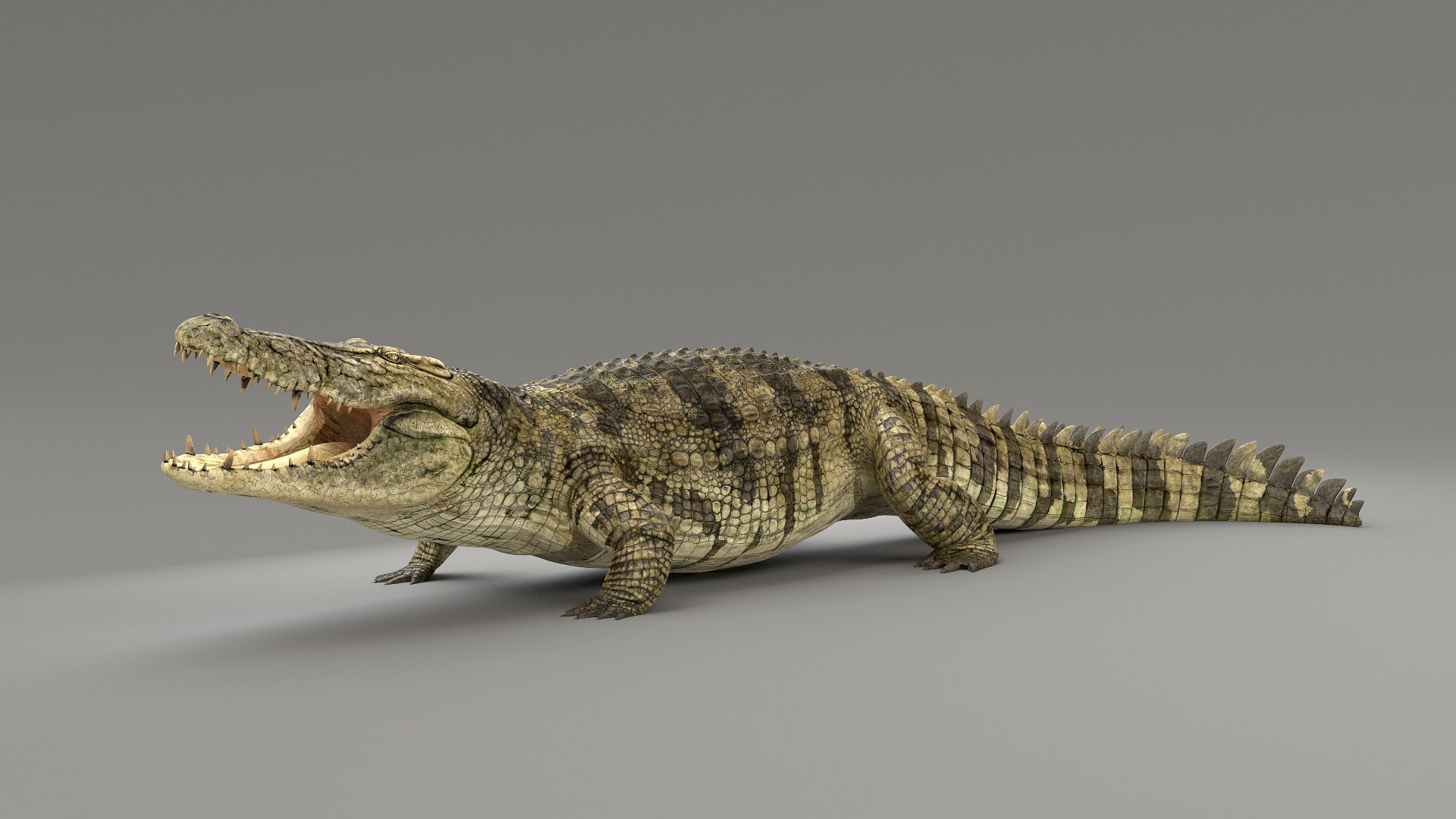 3D Crocodile ANIMATED - TurboSquid 2339472