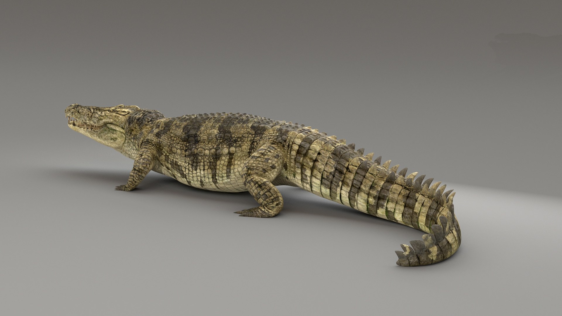 3D Crocodile ANIMATED - TurboSquid 2339472