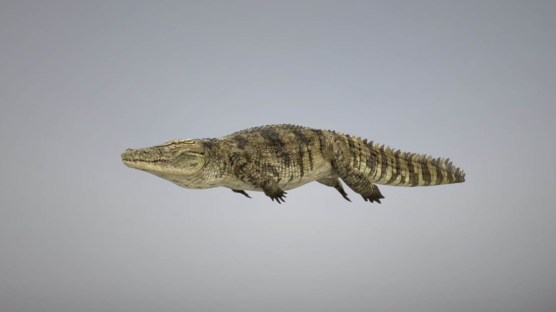 3D Crocodile ANIMATED - TurboSquid 2339472