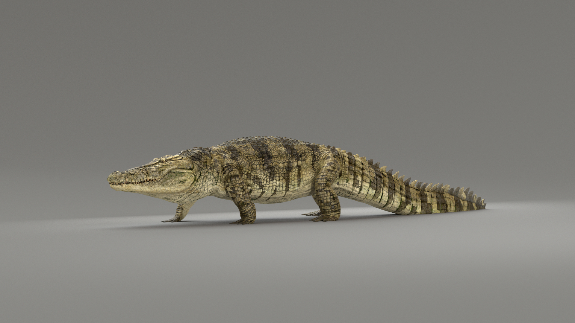 3D Crocodile ANIMATED - TurboSquid 2339472
