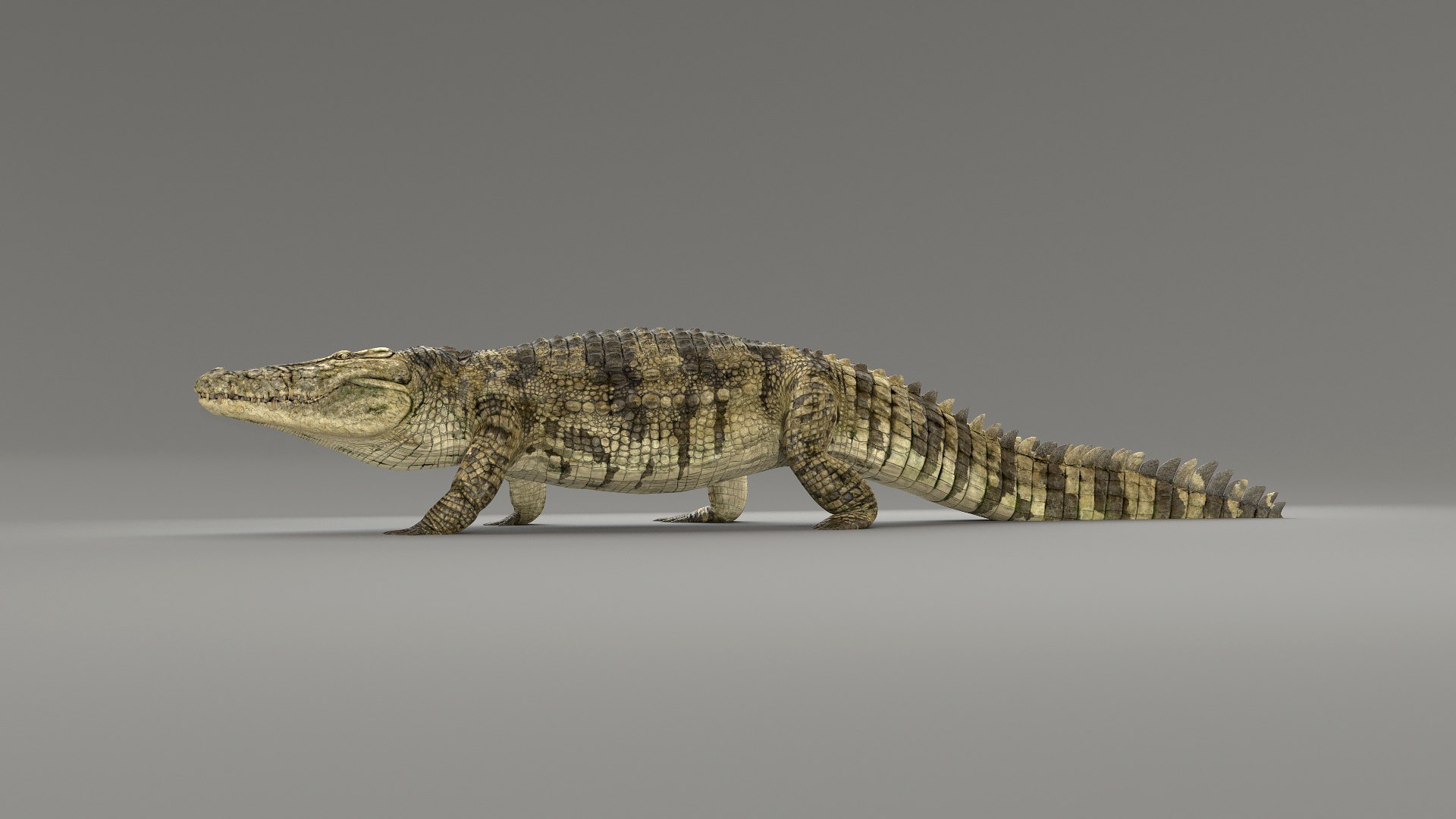 3D Crocodile ANIMATED - TurboSquid 2339472