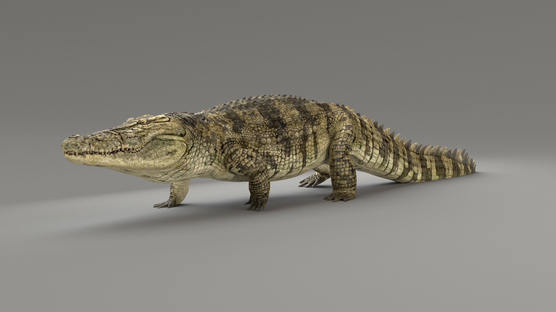 3D Crocodile ANIMATED - TurboSquid 2339472