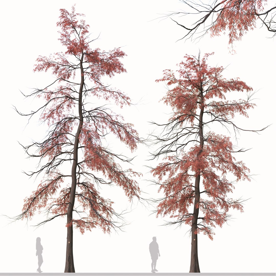 3D Set Of Metasequoia Glyptostroboides Or Dawn Redwood Tree ...