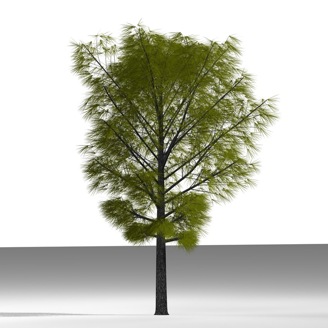 plane tree 3d model