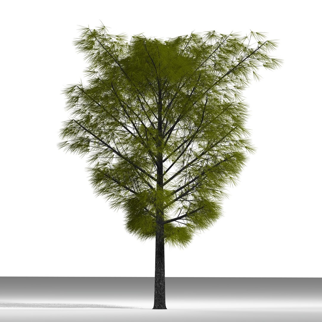 plane tree 3d model