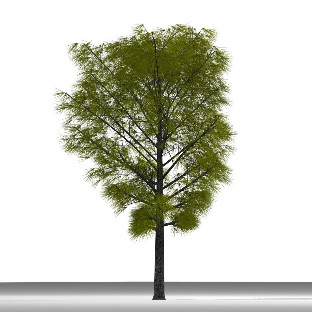 plane tree 3d model