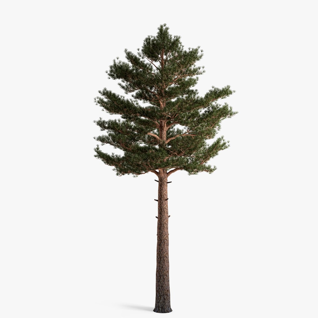 Pine 3D model - TurboSquid 1154697