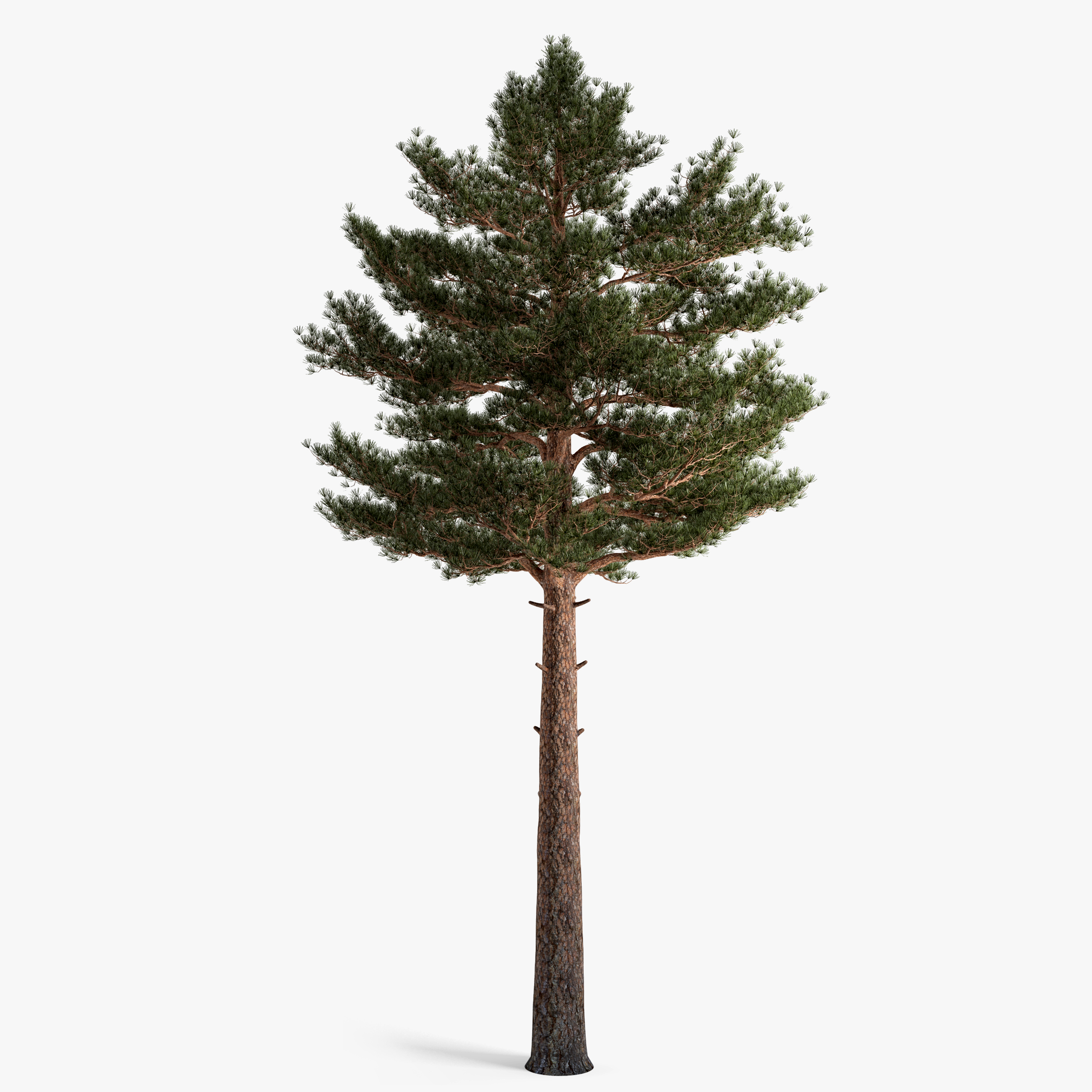 Pine 3D model - TurboSquid 1154697