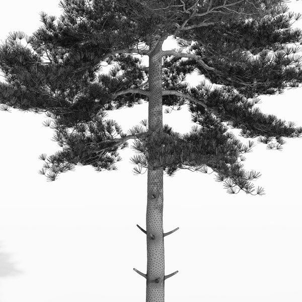 Pine 3D model - TurboSquid 1154697