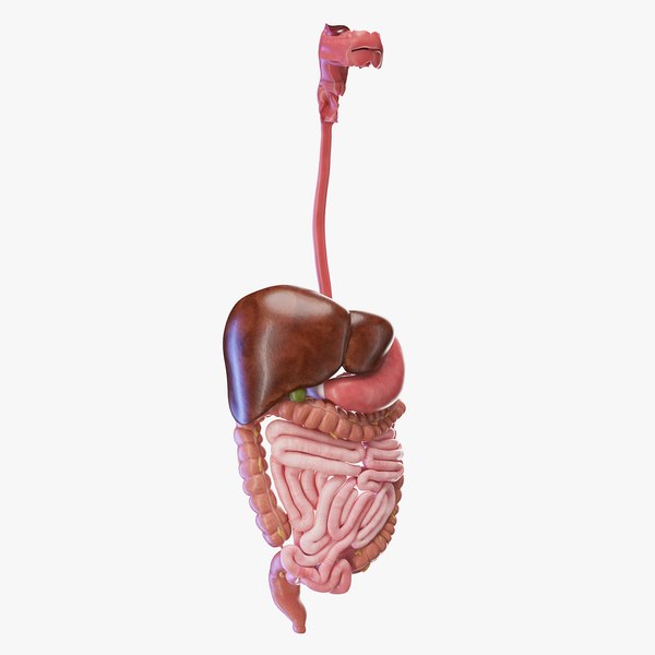 3D модель Medically Accurate Male Digestive system - TurboSquid 2042277