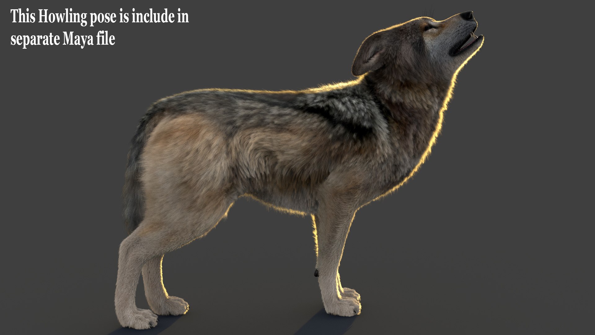 Wolf Xgen Rigged 3D Model - TurboSquid 2068421
