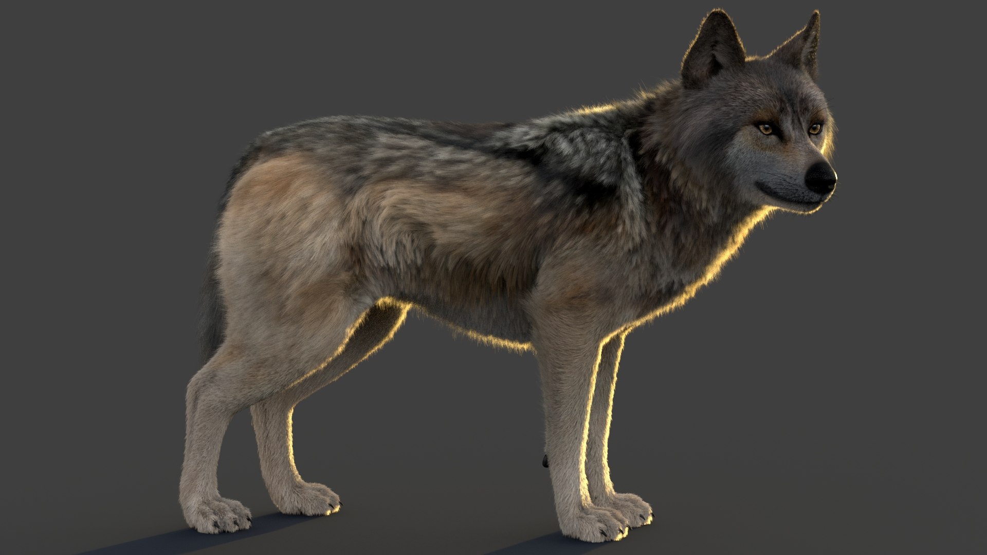 Wolf Xgen Rigged 3D Model - TurboSquid 2068421