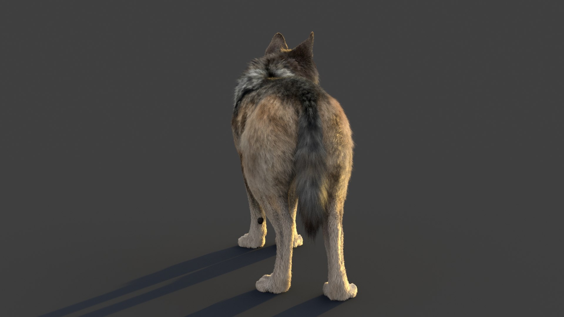Wolf Xgen Rigged 3D Model - TurboSquid 2068421