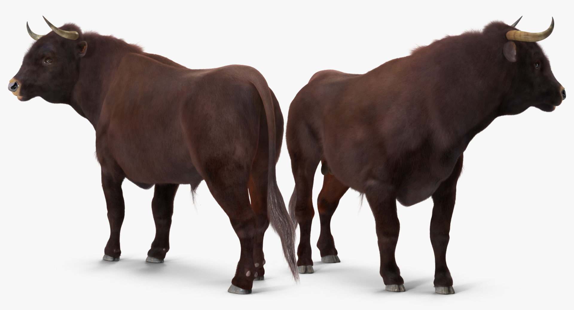3D bull standing pose fur - TurboSquid 1215646