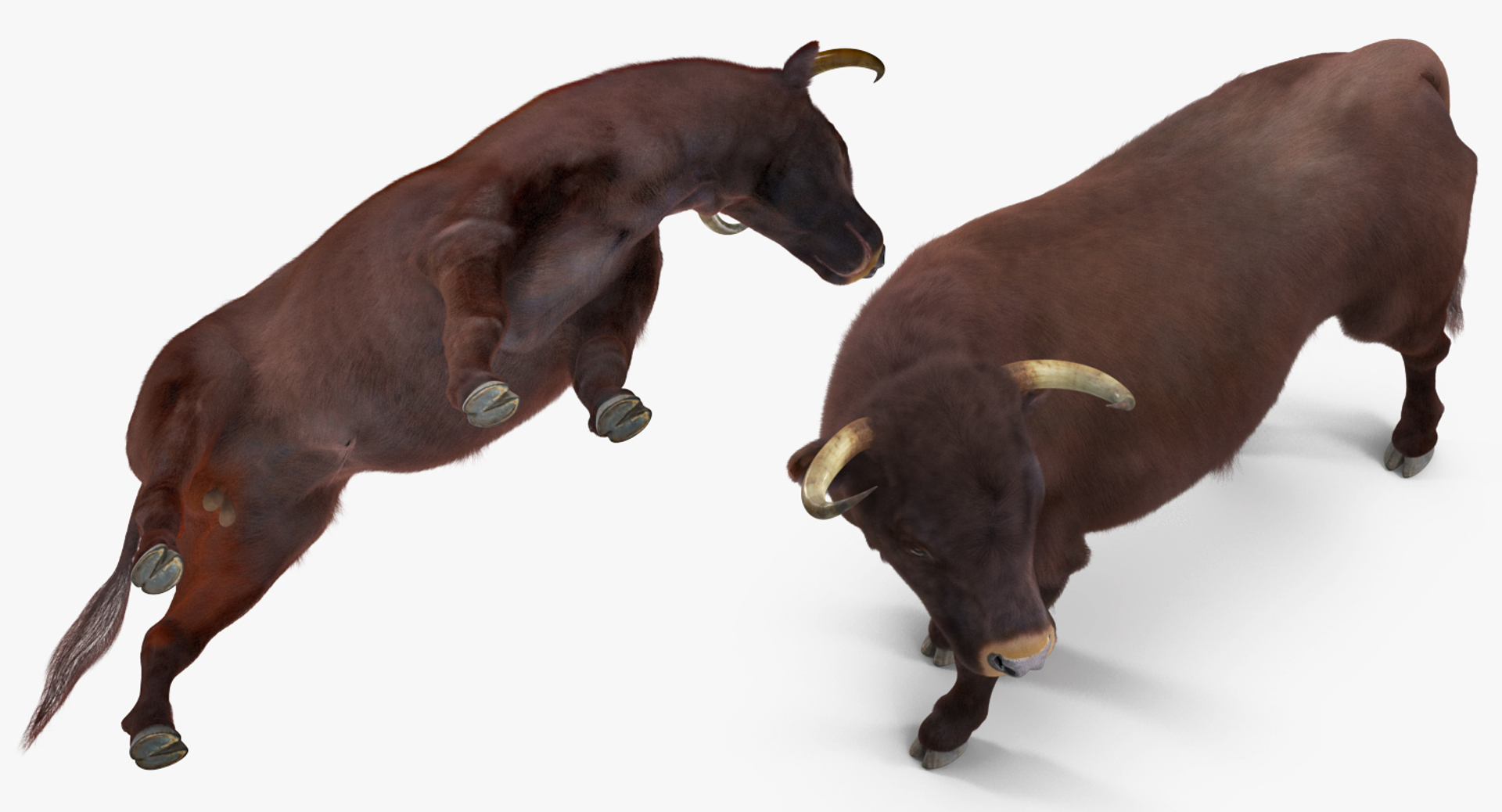 3D bull standing pose fur - TurboSquid 1215646