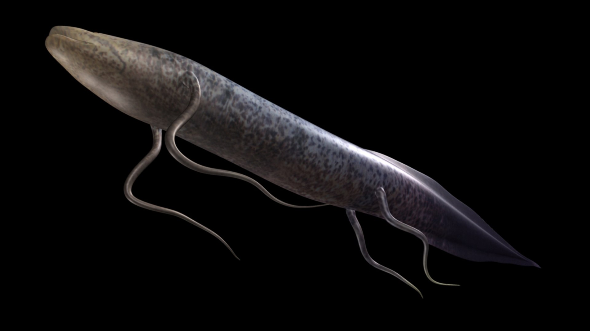 African Protopterus 3d Model