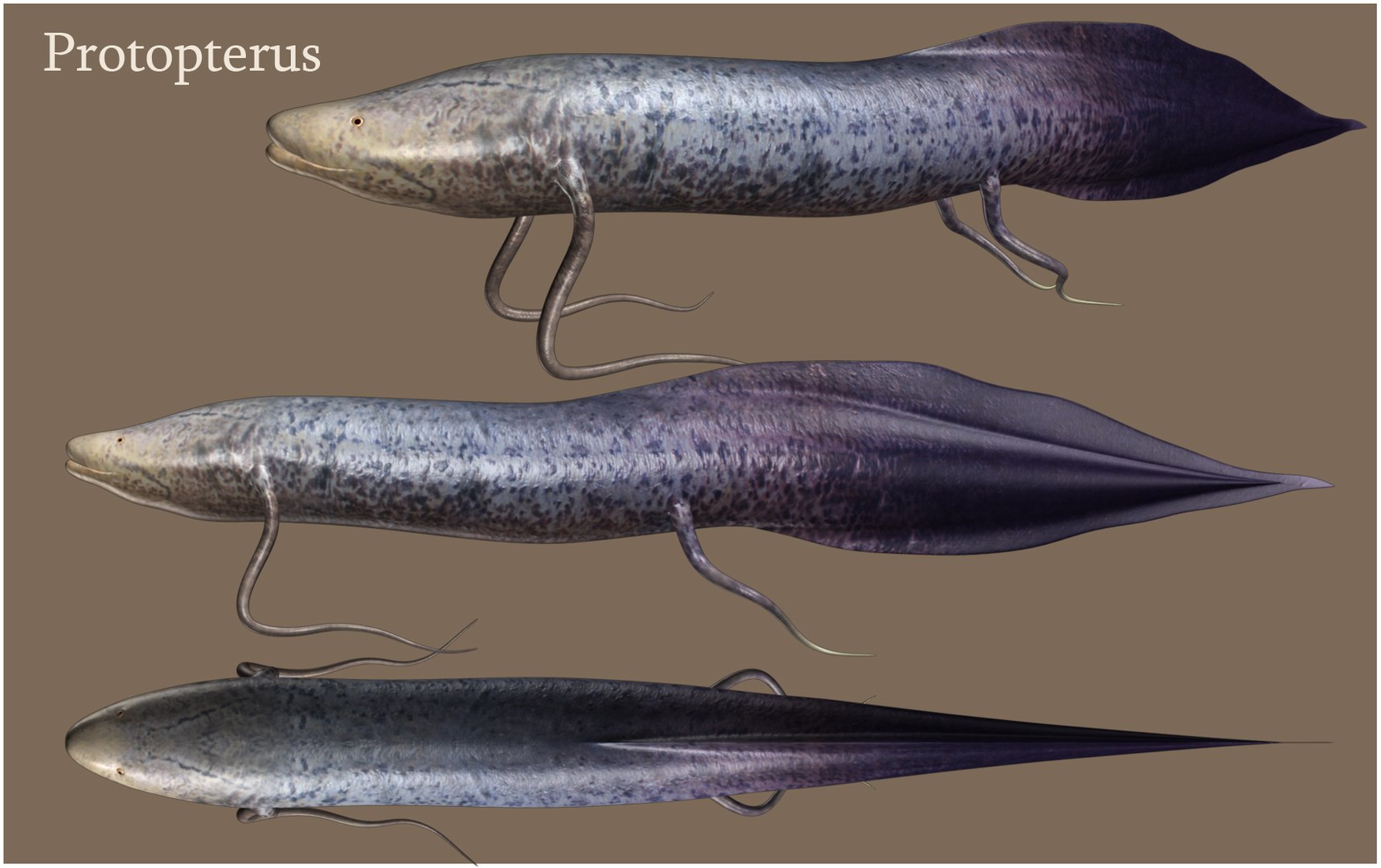 African Protopterus 3d Model