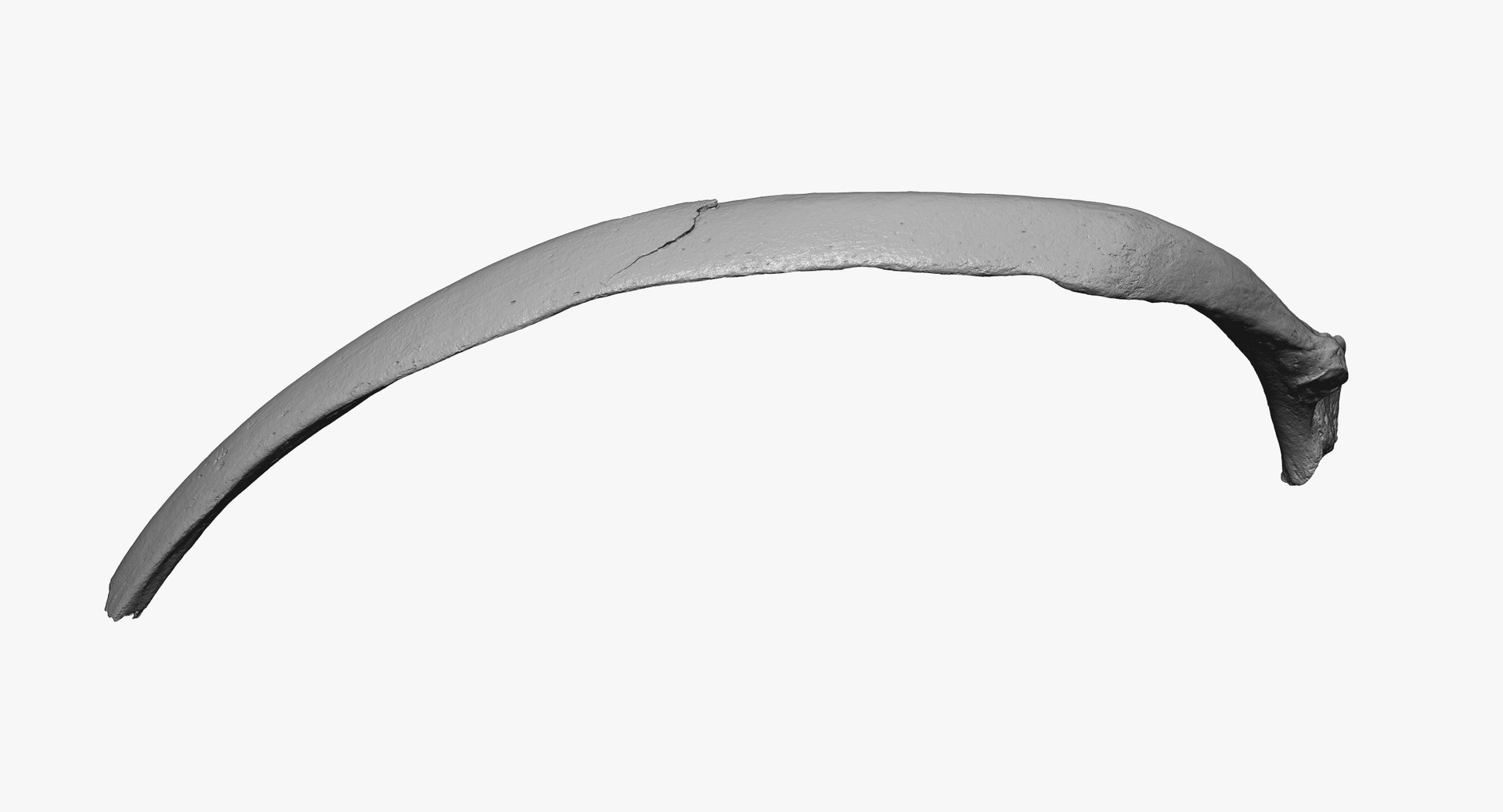 Costae Fluctuantes Floating Rib 3D Model - TurboSquid 1534329