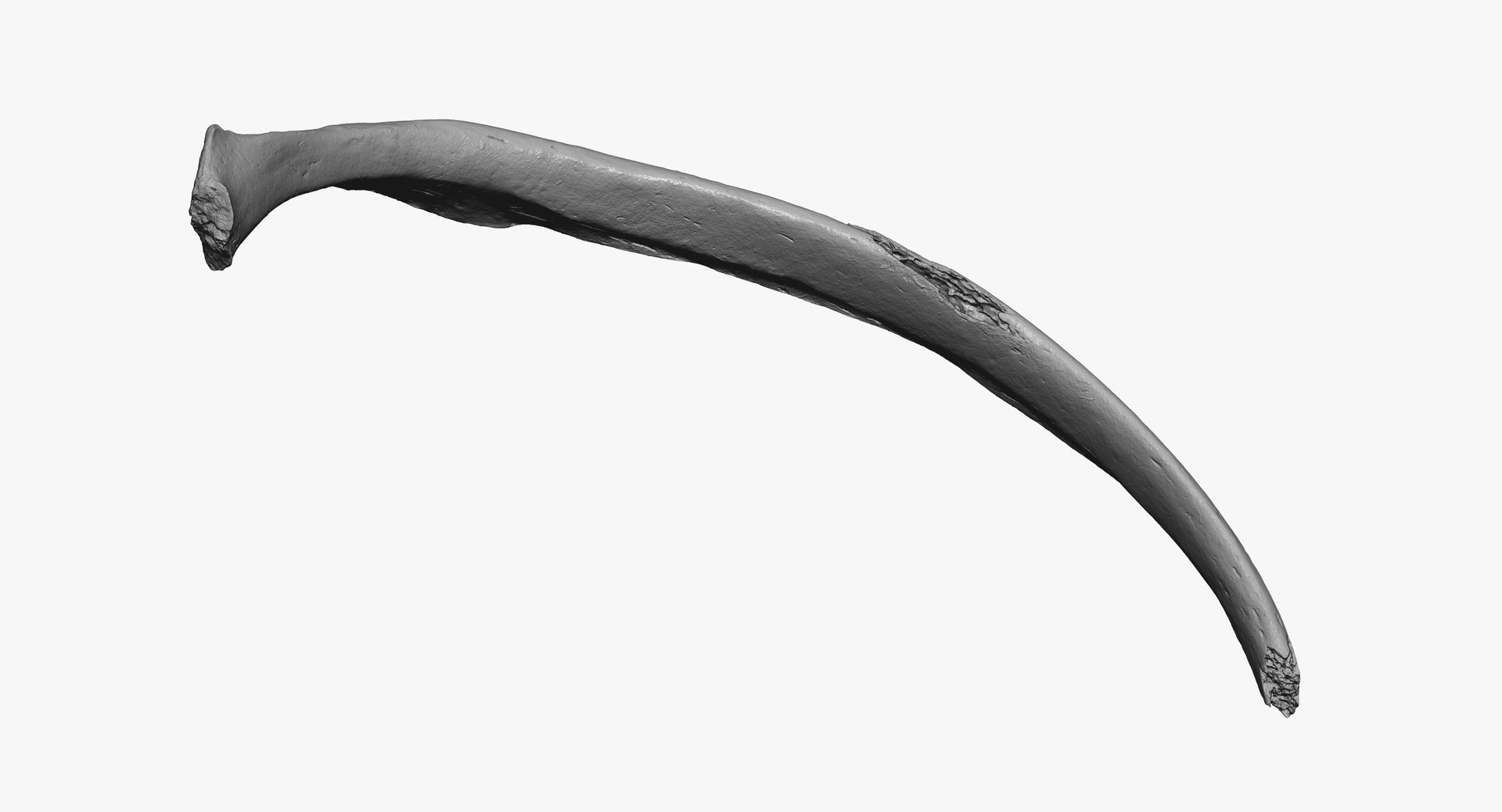 Costae Fluctuantes Floating Rib 3D Model - TurboSquid 1534329