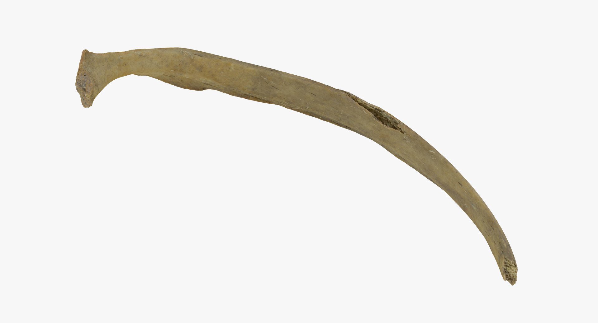 Costae Fluctuantes Floating Rib 3D Model - TurboSquid 1534329