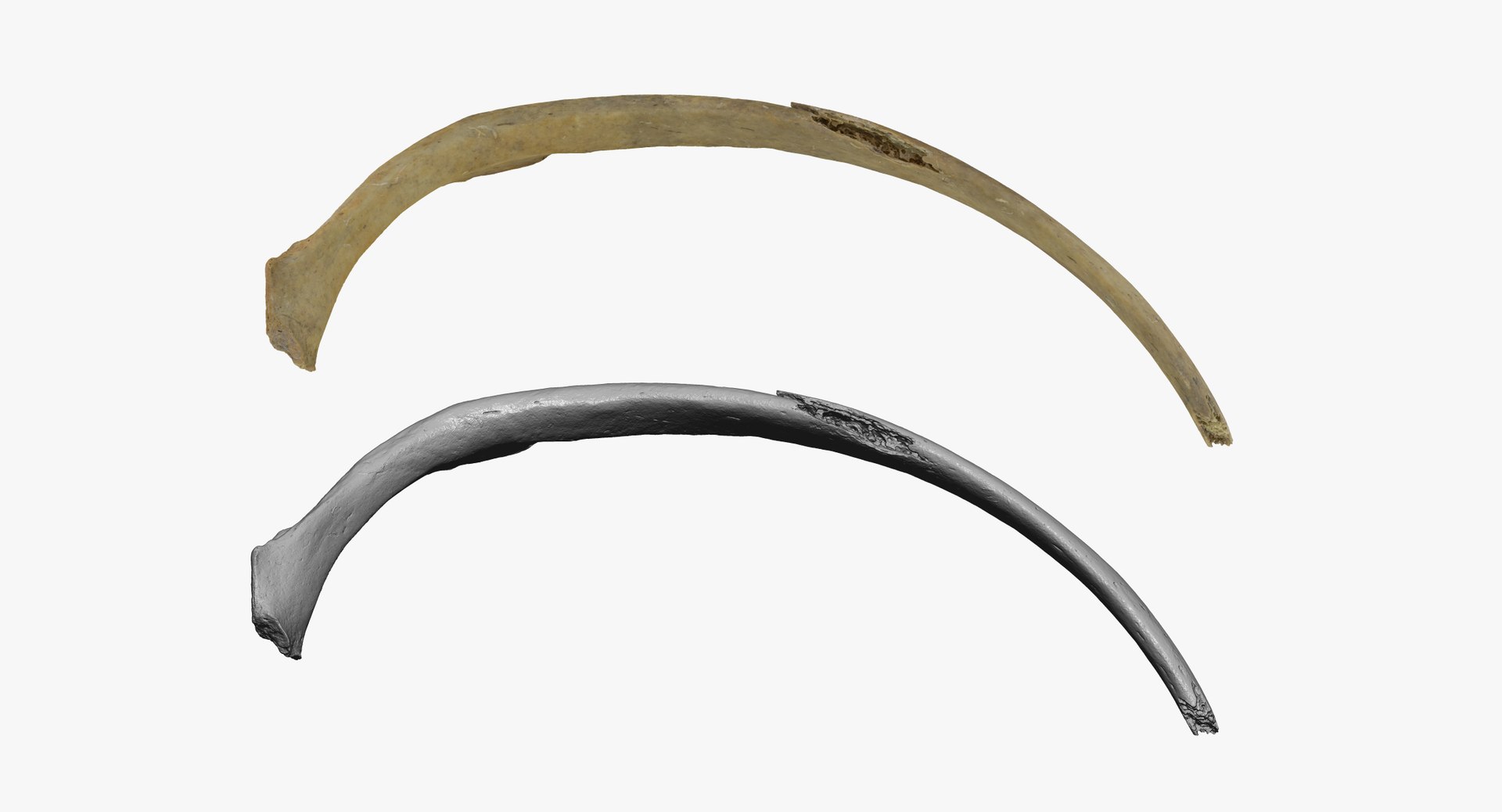 Costae Fluctuantes Floating Rib 3D Model - TurboSquid 1534329