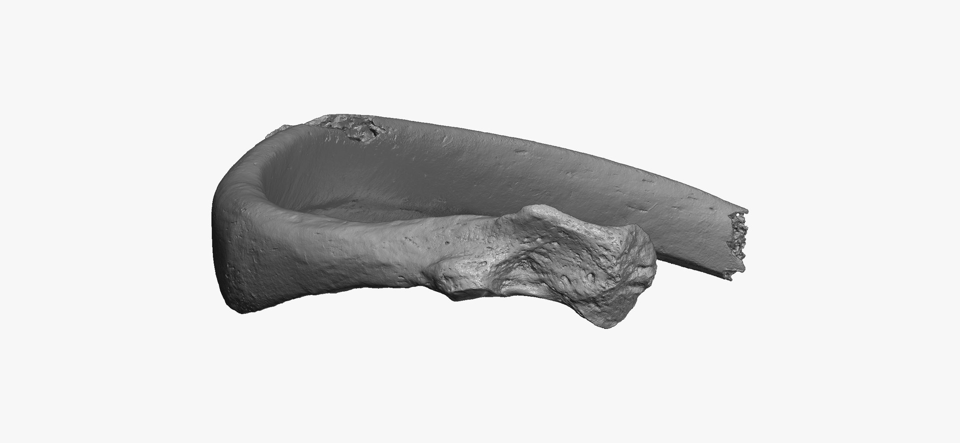 Costae Fluctuantes Floating Rib 3D Model - TurboSquid 1534329