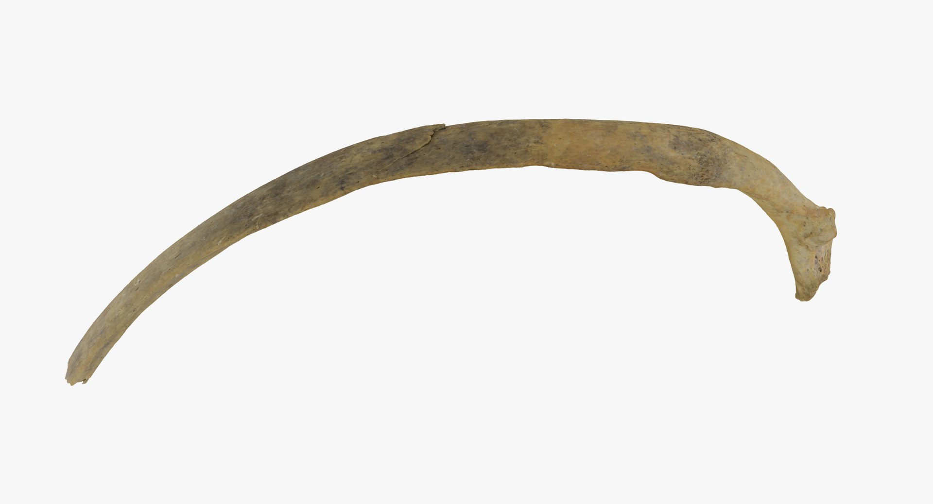 Costae Fluctuantes Floating Rib 3D Model - TurboSquid 1534329