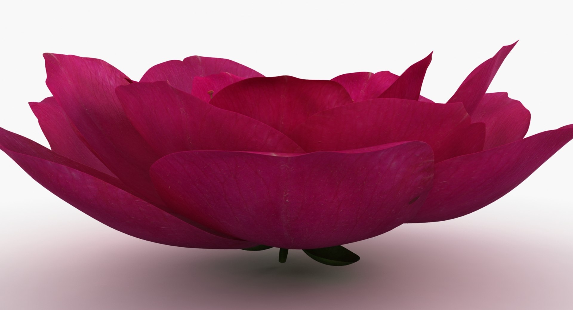 Flower 3D Model - TurboSquid 1262025