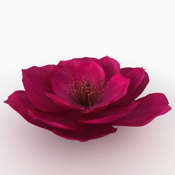 free max model flower