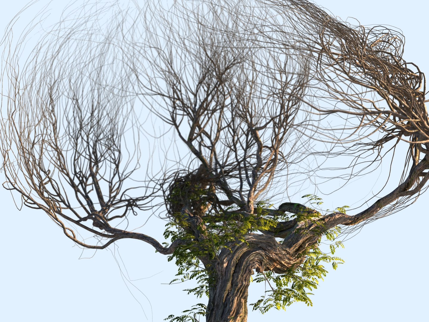 3D Tree Head Hd Model - TurboSquid 1287328