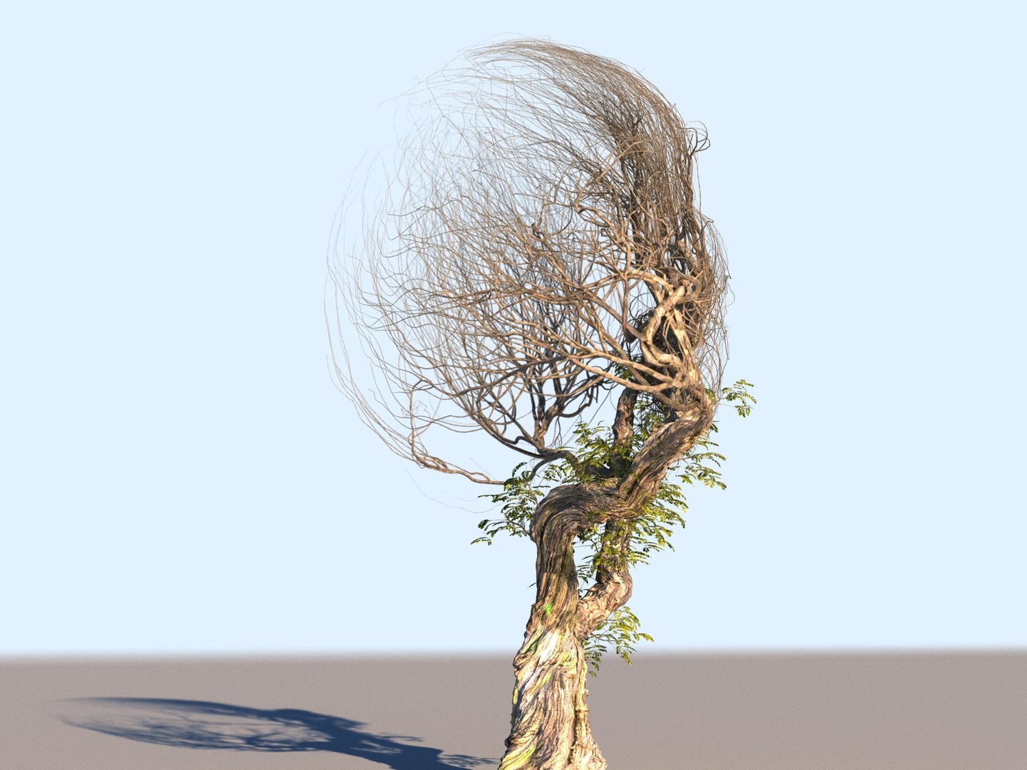 3D Tree Head Hd Model - TurboSquid 1287328
