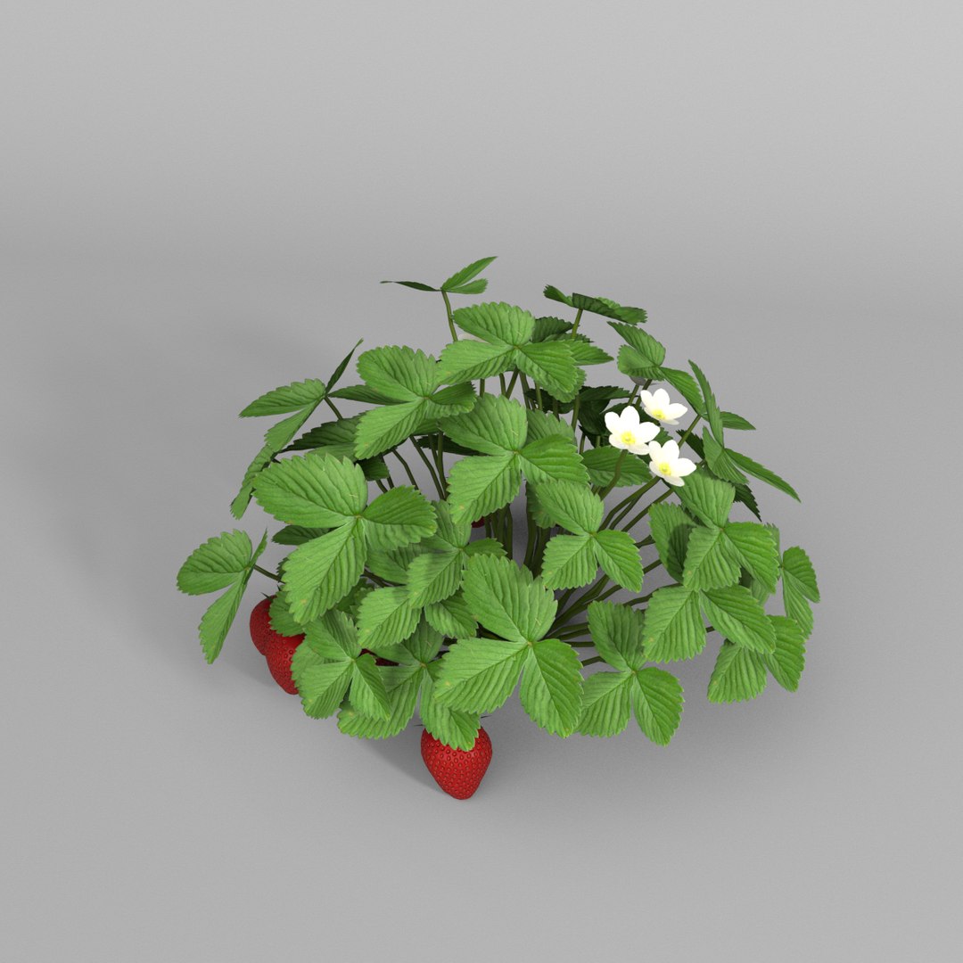 Strawberry Plants Berry 3D - TurboSquid 1585857