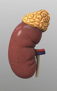 Adrenal Gland Model