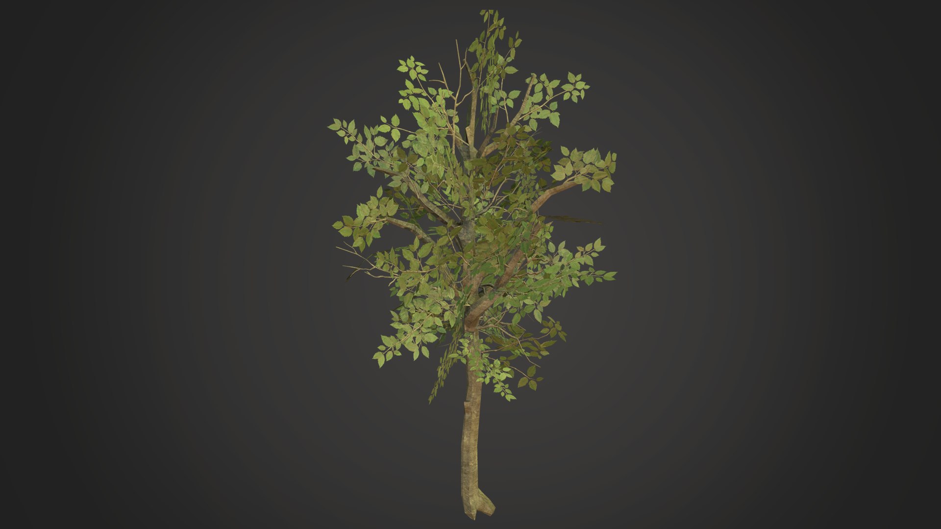 Tree Leaf 3D Model - TurboSquid 1682886