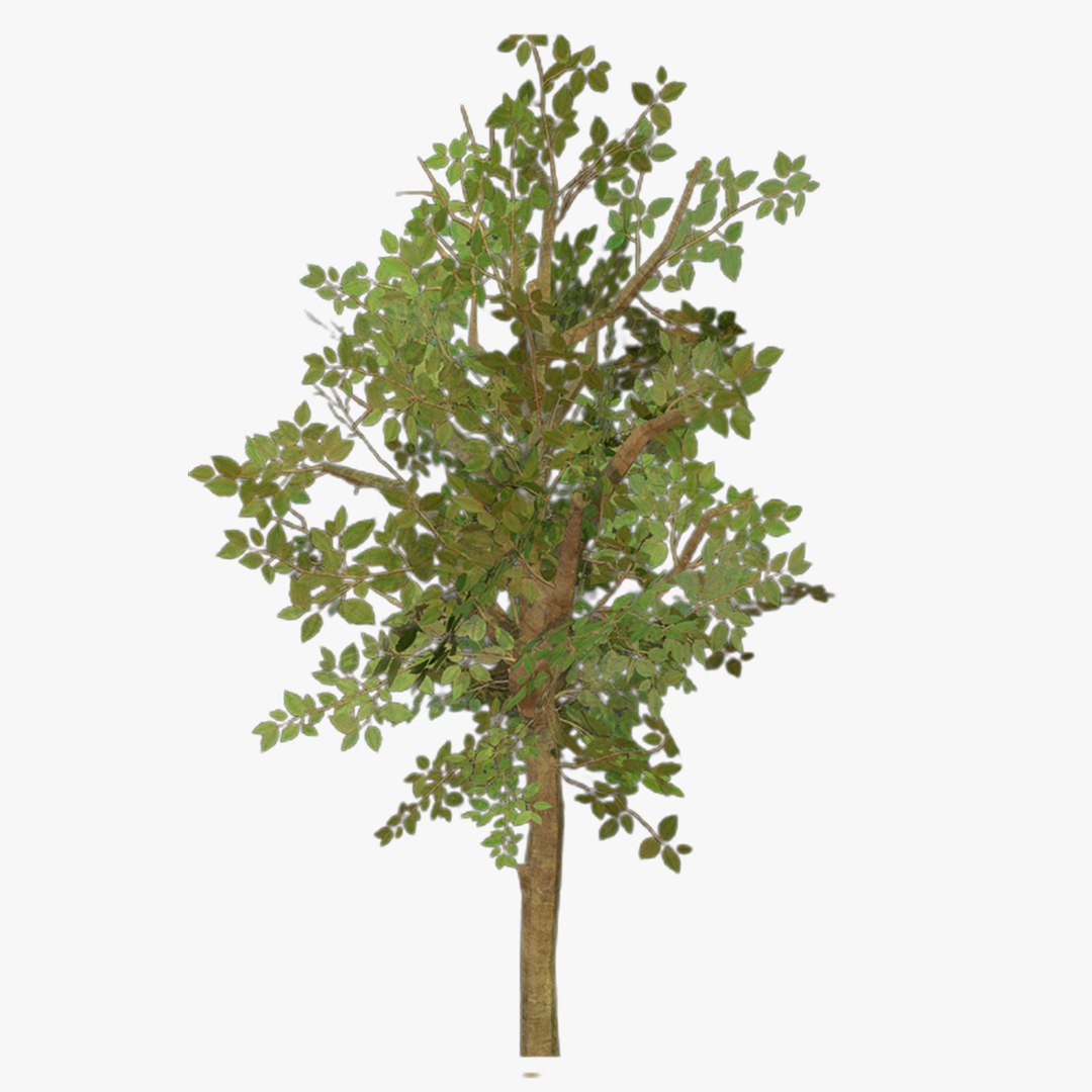 Tree Leaf 3D Model - TurboSquid 1682886