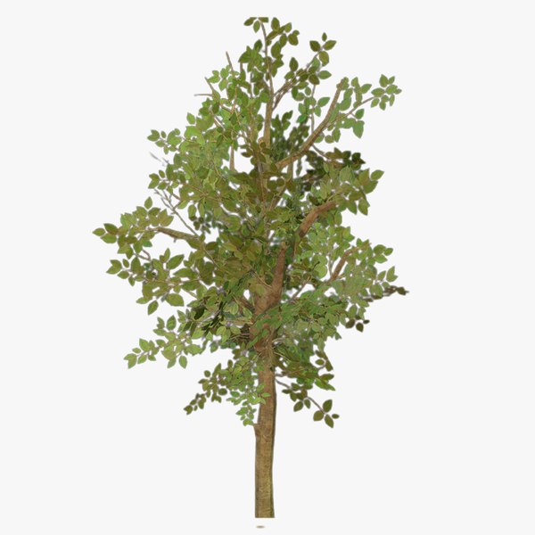 Tree leaf 3D model - TurboSquid 1682886