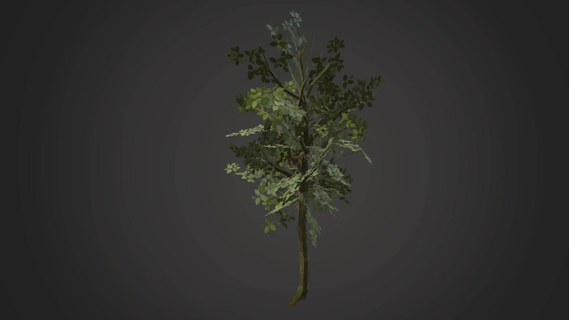 Tree Leaf 3D Model - TurboSquid 1682886