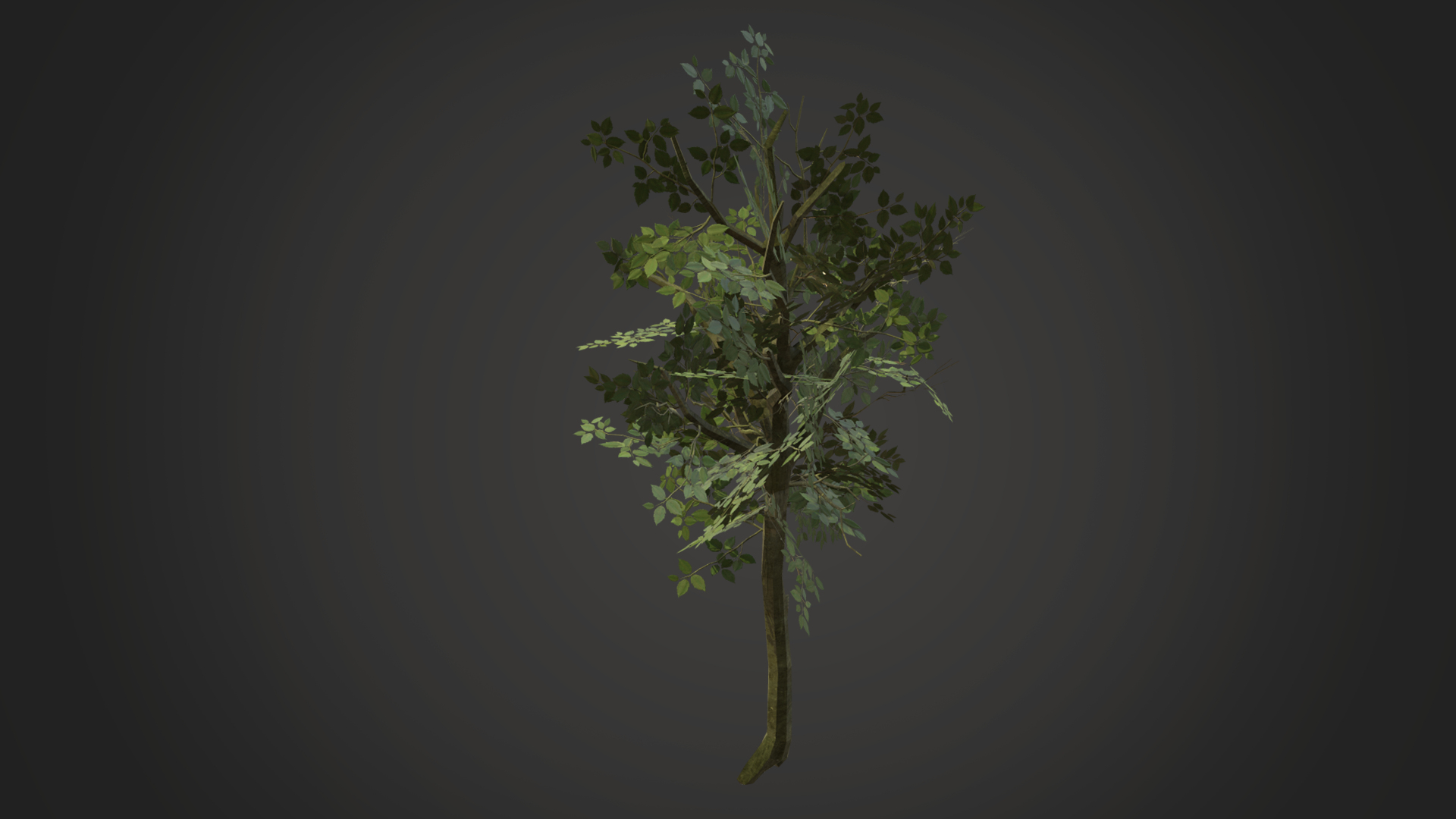 Tree leaf 3D model - TurboSquid 1682886