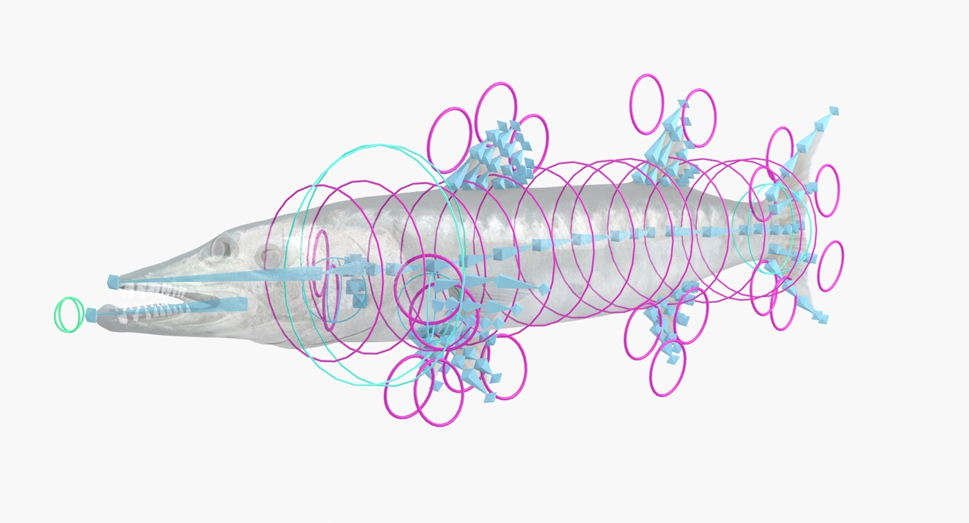 fishes 2 rigged salmon 3d max