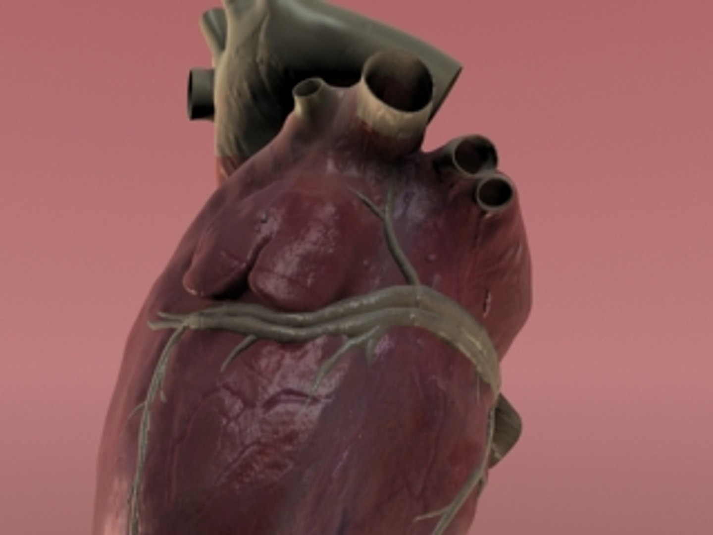 3d Model Human Heart